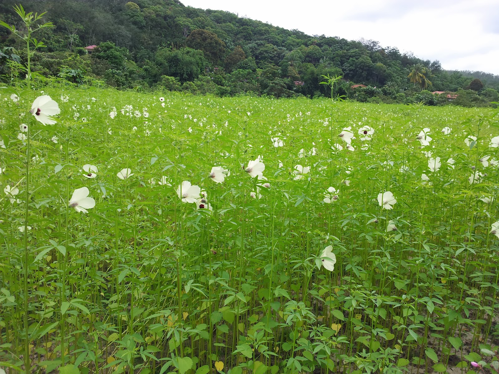 Ladang Kenaf Geo Latitude