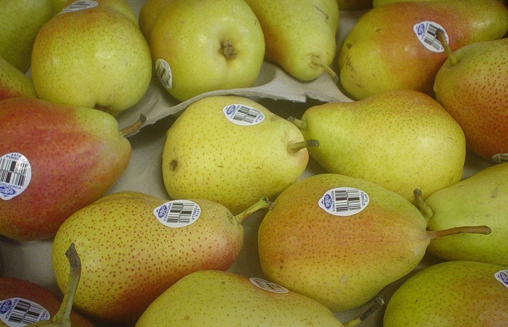 Vườn lê Nam Phi trĩu quả, ngon nổi tiếng - Trái cây Dũng mập