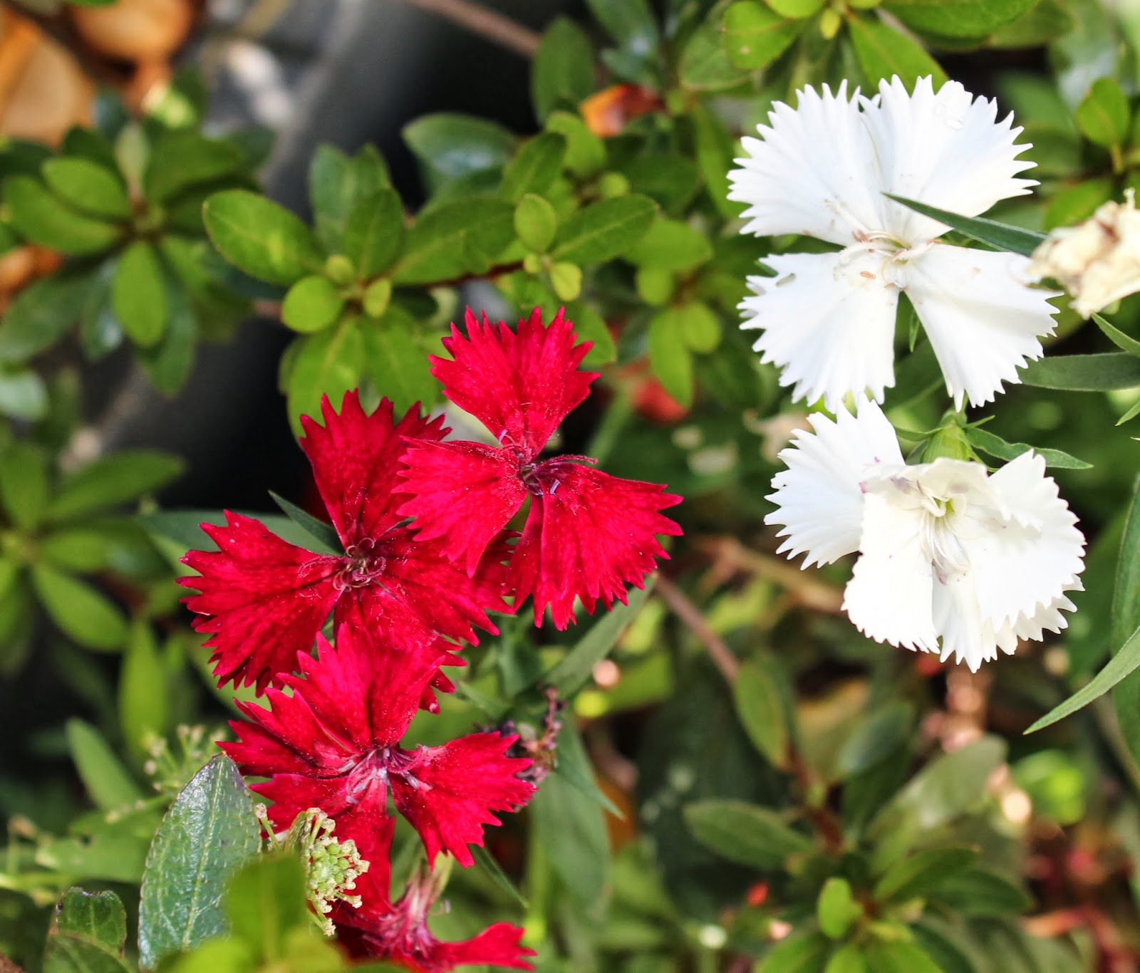 Florez Nursery: Dianthus chinensis, Chinese Pink
