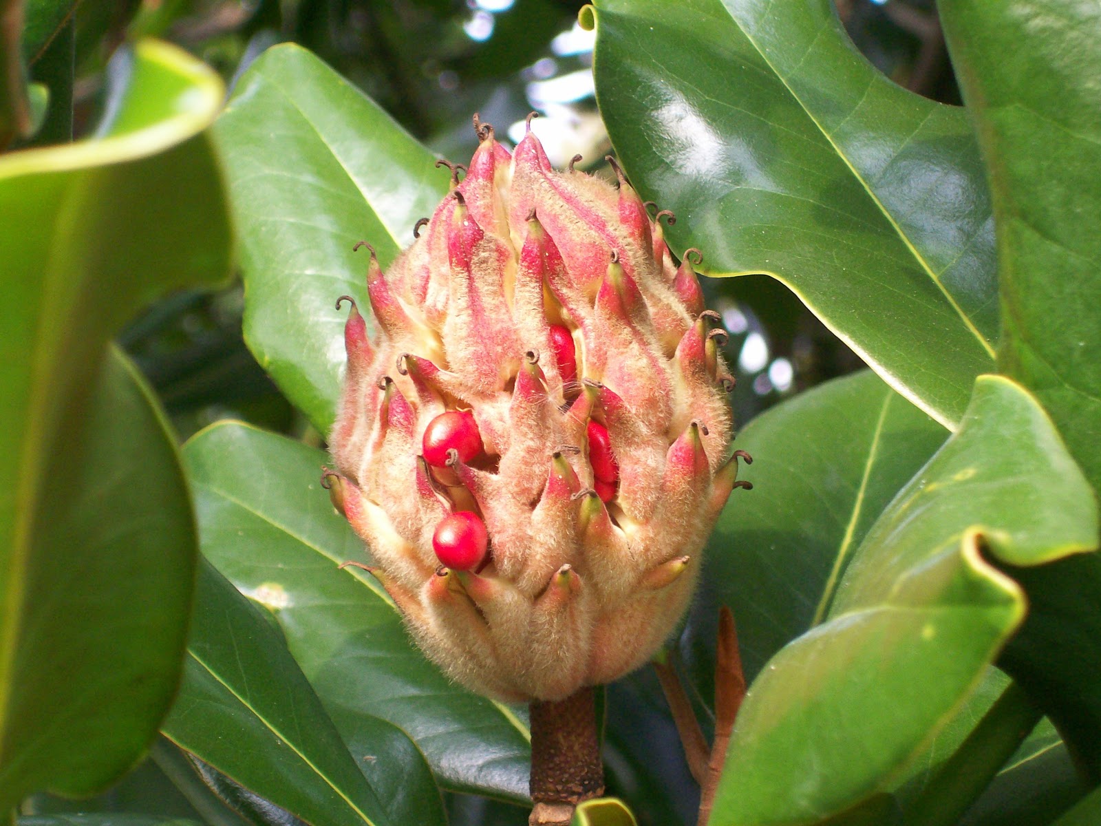 Grow Your Own: Suburban Gardening: The Money Tree: Preserving the ...