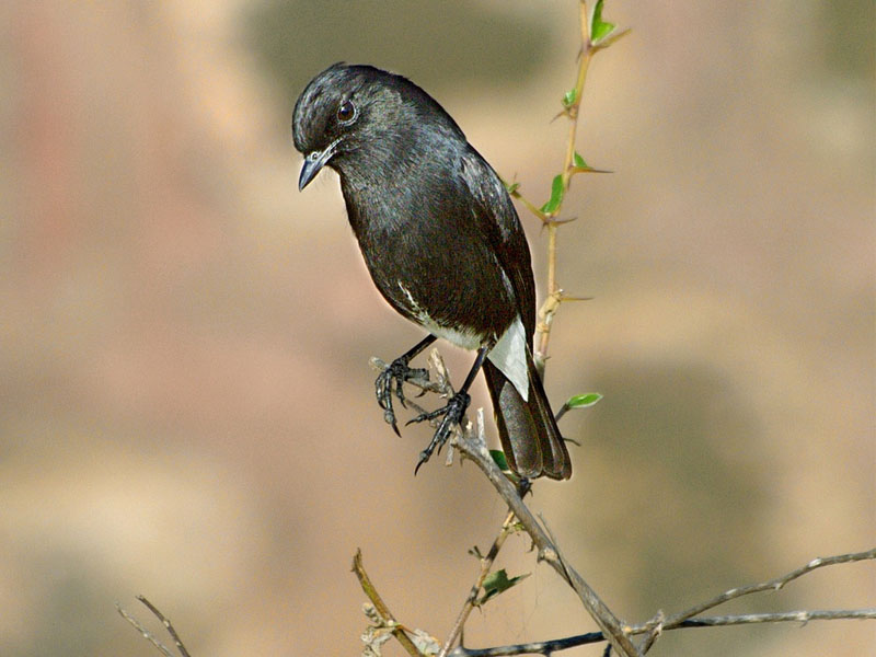 Burung Decu - Pied Bush Chat (Saxicola caprata) - Ryan Maigan Birds
