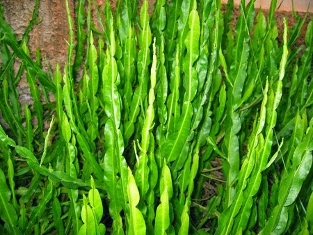 Plantas que curan del PERU : La Carqueja Cura Diabetes y colesterol