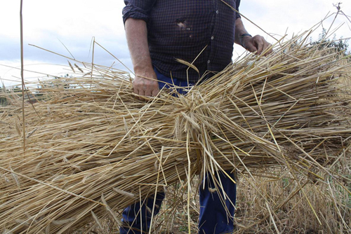 Avantales: La siega (1)