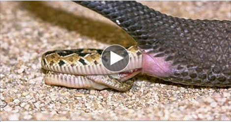 Snak born video | Amazing - AIMA KHAN