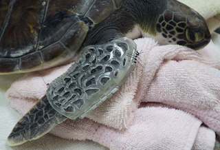 Sea Turtle Assistance and Rehabilitation