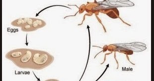 Top Inspirasi Gambar Partenogenesis, Contoh Hewan