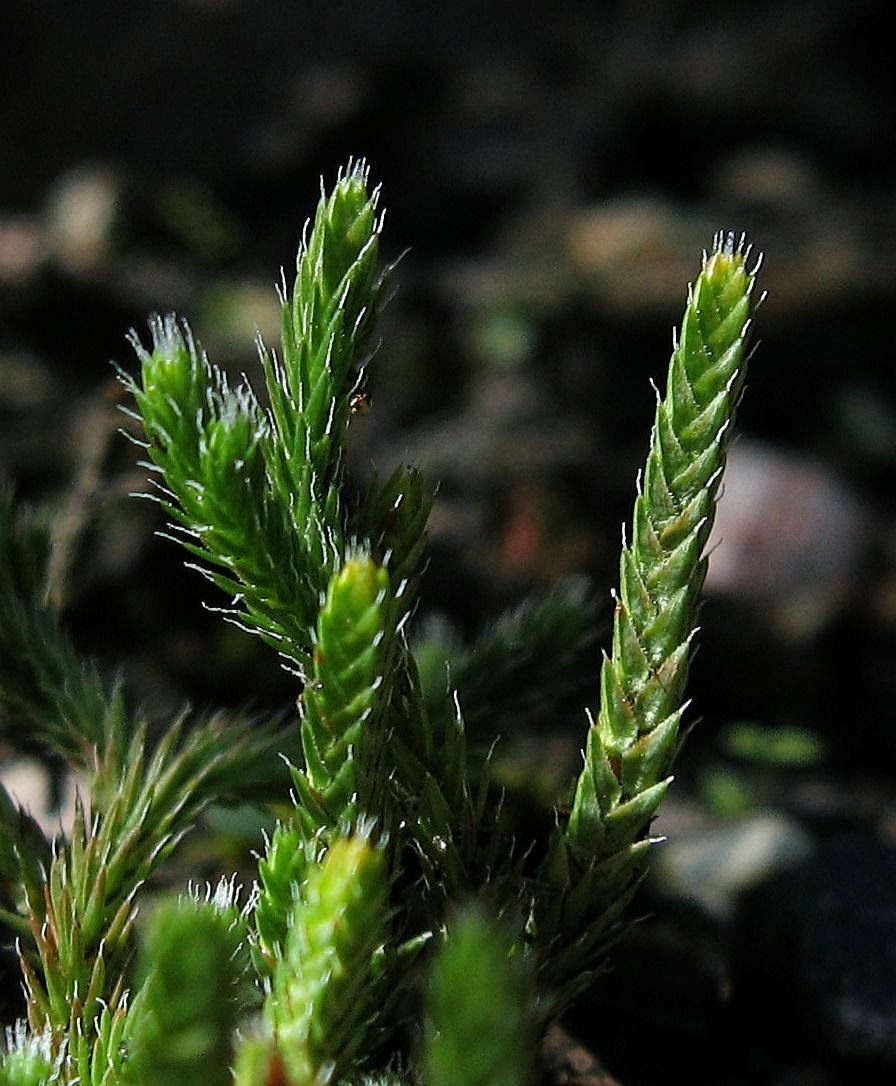 Tangled Web: The Ferns of the East