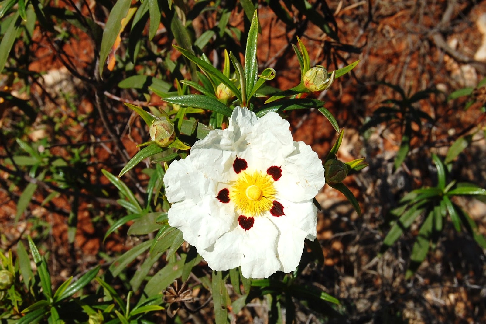 Flora da Serra da Arrábida: Esteva (Cistus lanadifer)