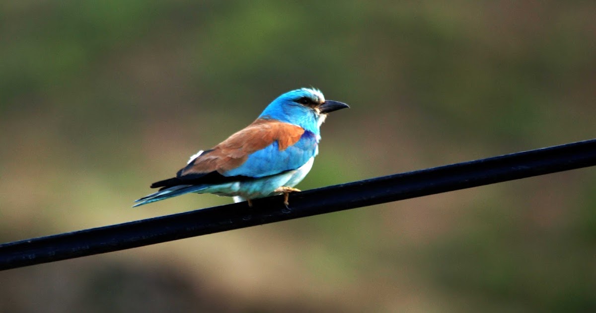 Mis imágenes de aves: CARRACAS
