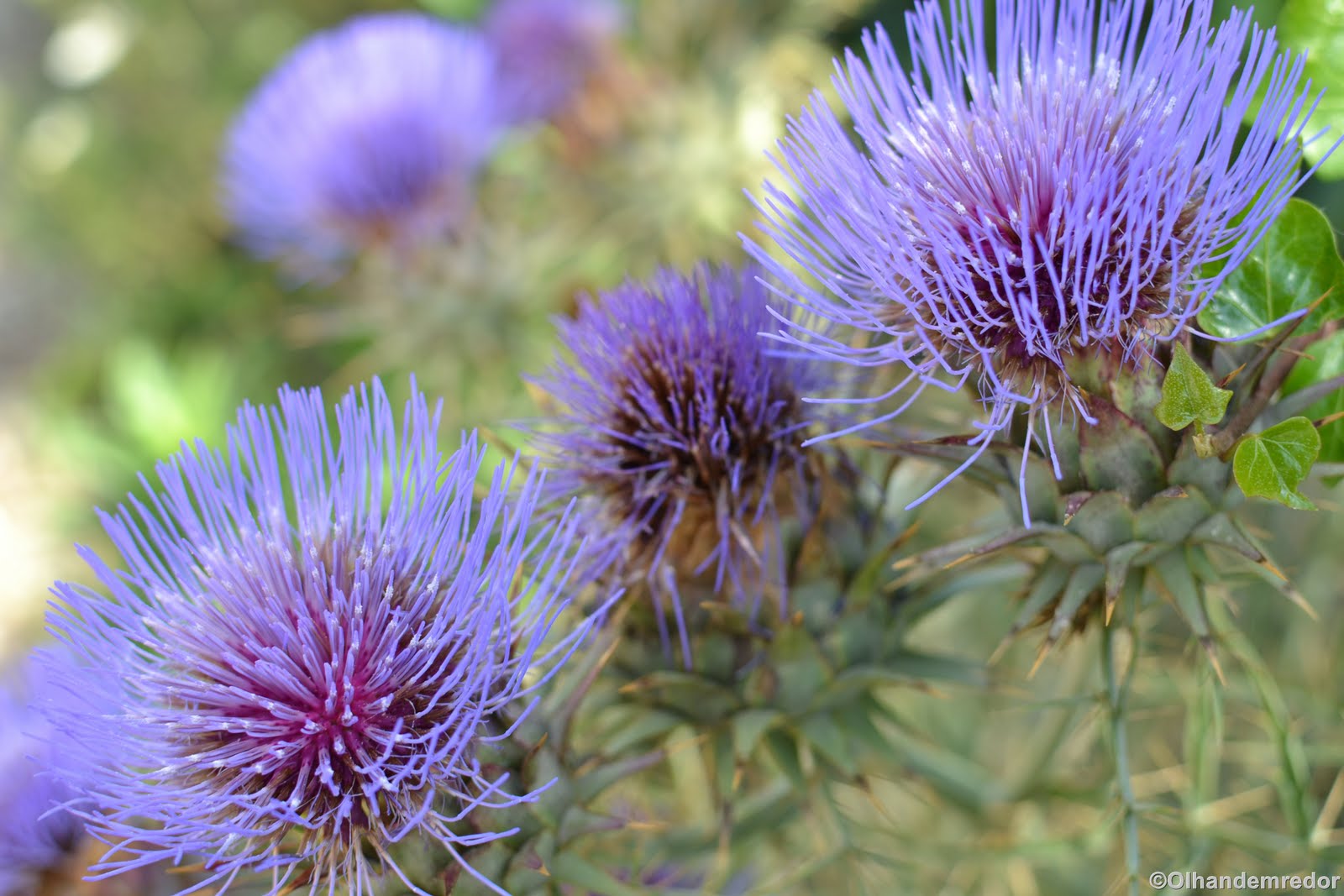 olhandemredor: Cardo