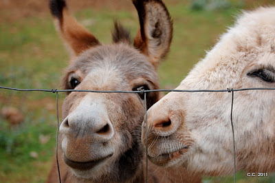 Over Good Ground: Have you ever heard a donkey bray?