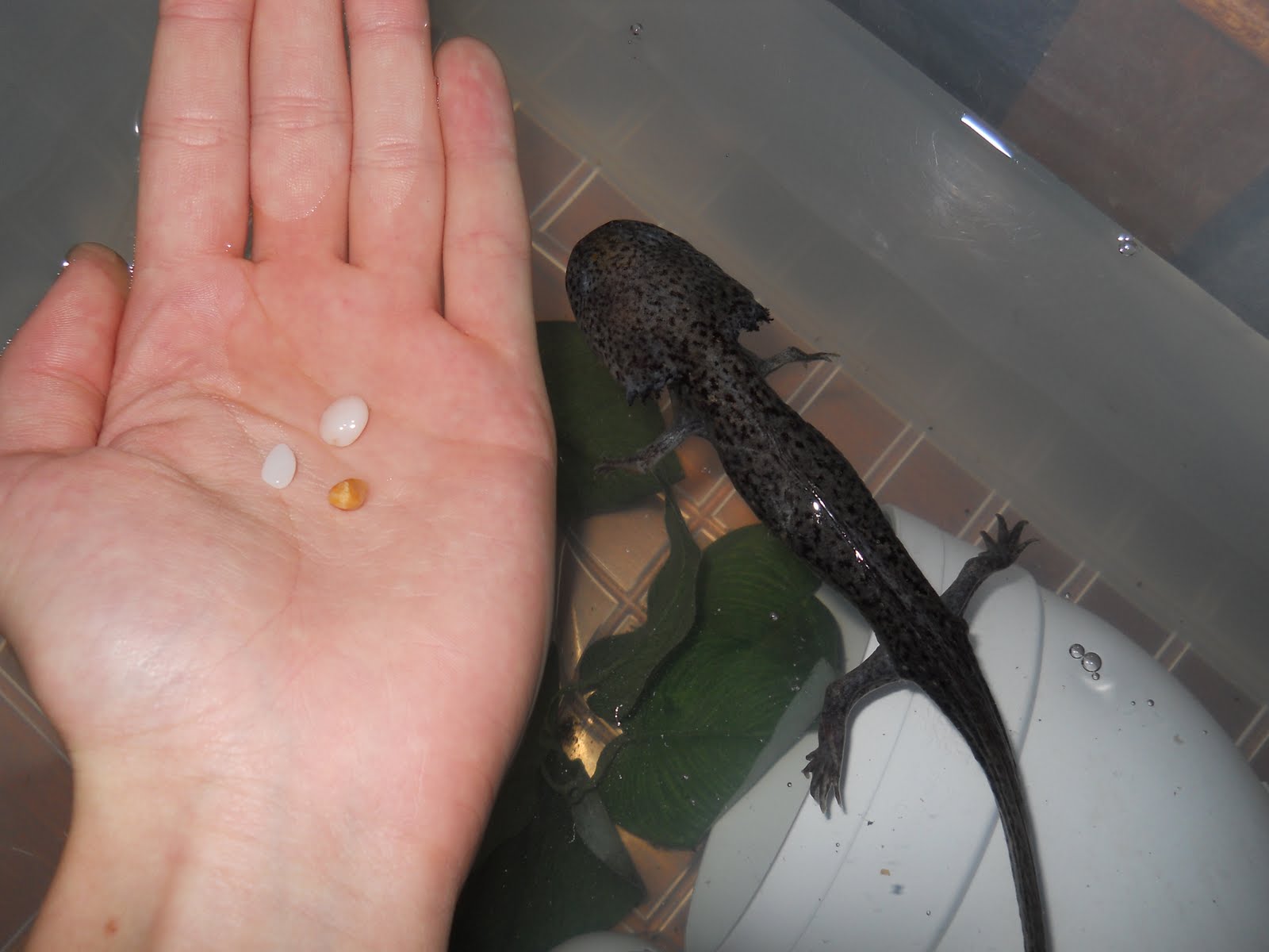 All About Axolotls: My Axolotls
