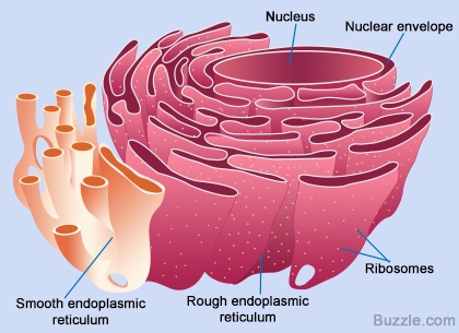 Nadanong Wongsingkeaw: Smooth Endoplasmic Reticulum : SER