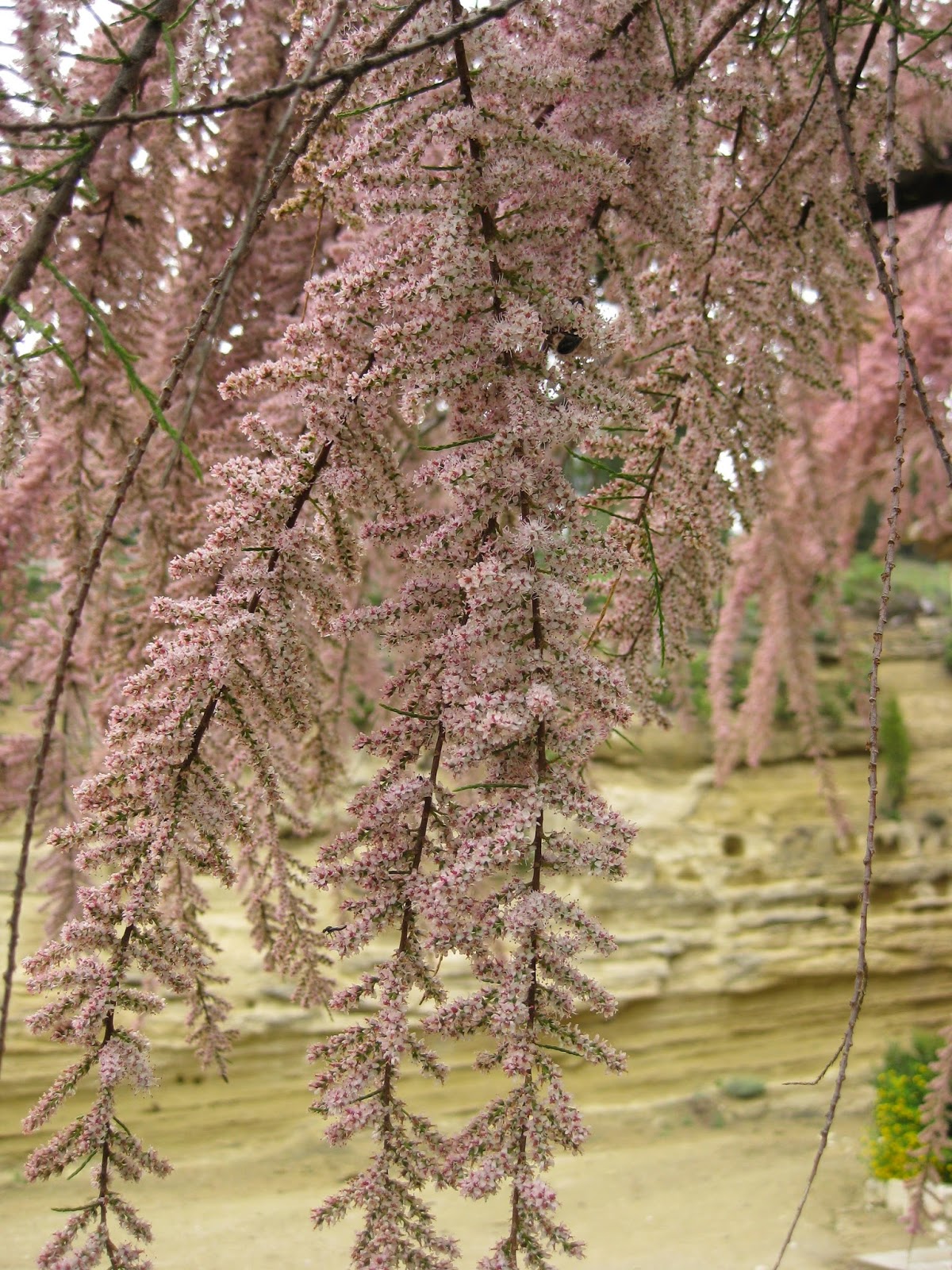 Franceplants: Tamarix gallica