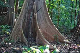 MAKE BIOLOGY FUN: AKAR (RADIX)