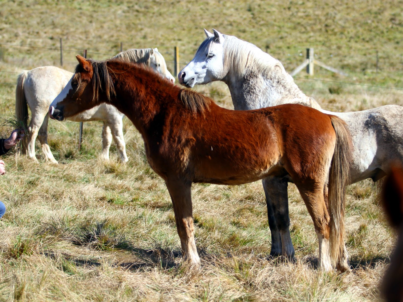 WELSH PONIES and THE ODD FRESIAN COW: Catching up
