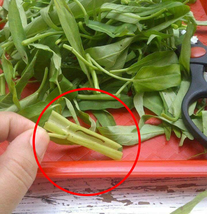 Kangkong na may linta, isinisisi sa pagpanaw ng isang batang babae ...