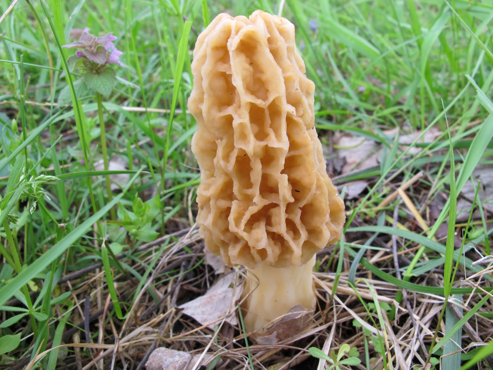 Blue Jay Barrens: Morels
