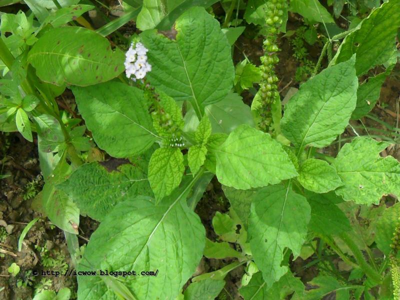Indian Heliotrope - Heliotropium indicum