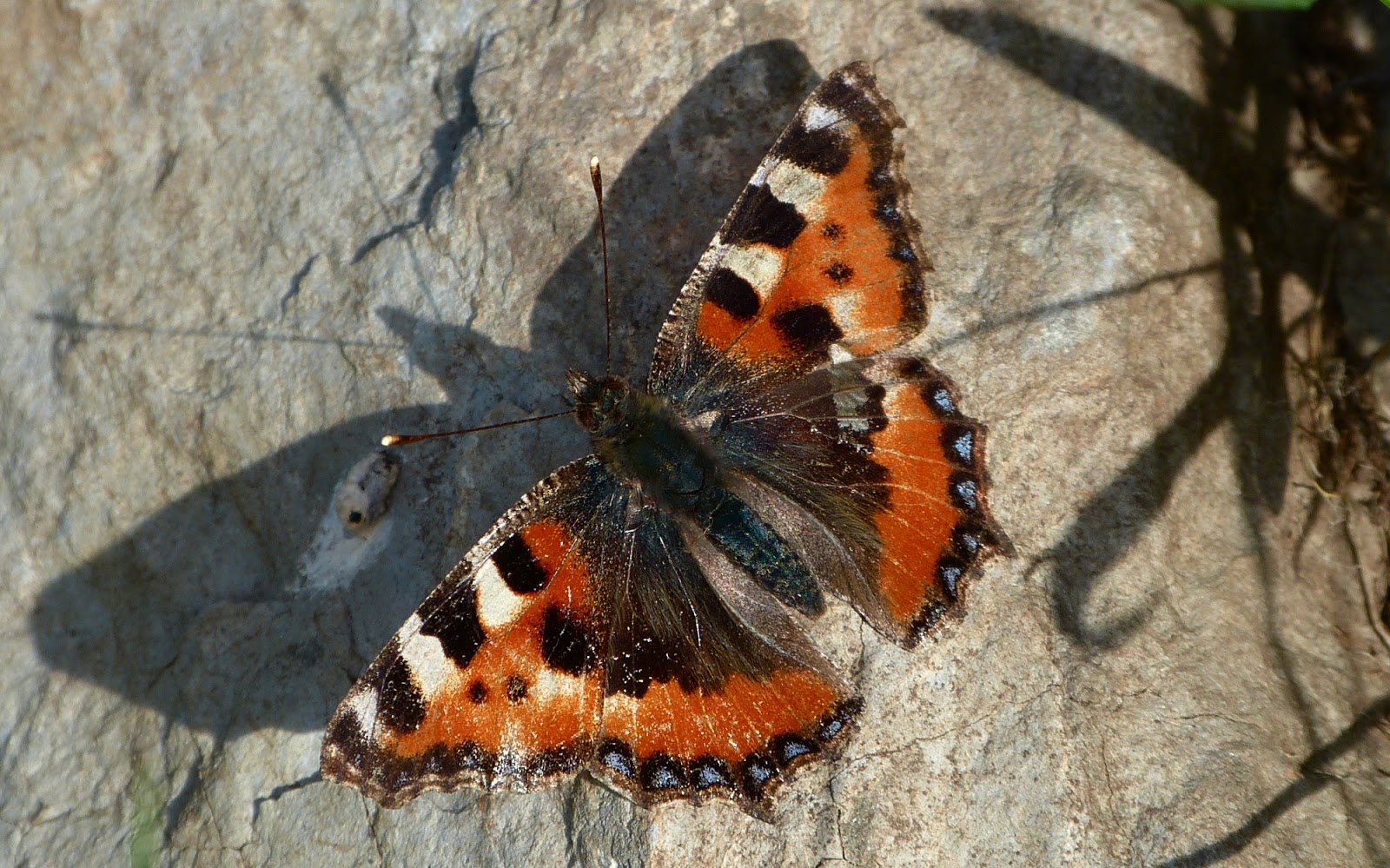A Kilchoan Diary: A Rich Insect Life