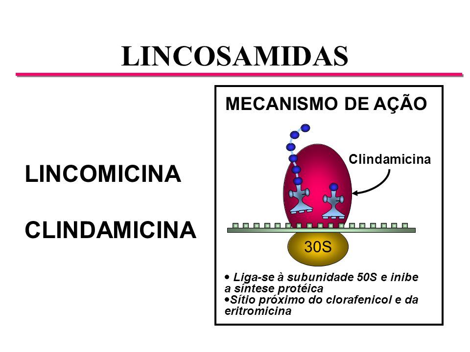 Microbiologia Vale do Aço: LINCOSAMIDAS
