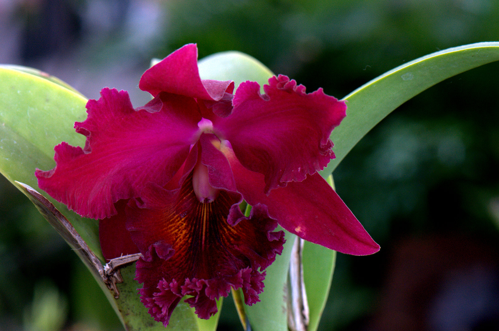 LOS COLORES DE MIS CRISTALES. FOTOGRAFIA: Orquideas.Ecuador