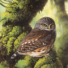 Species New to Science: [Ornithology • 1999] Glaucidium nubicola ...