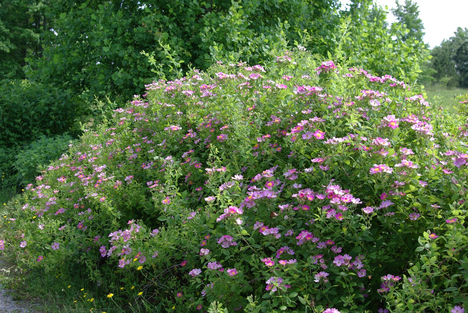 sweetbay: Prairie rose