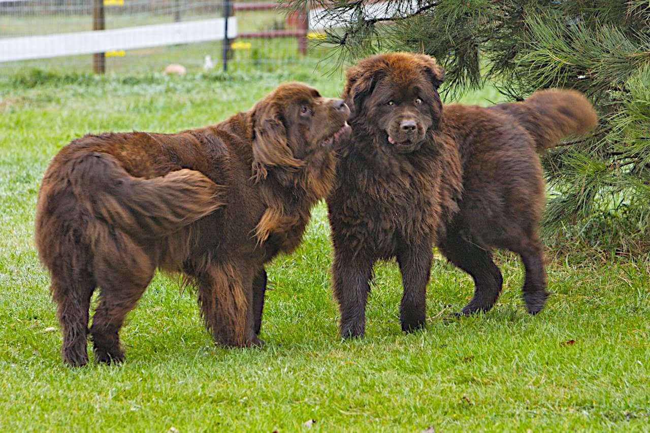Newfoundland Dog Temperament