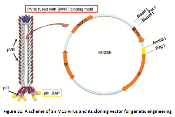 MIT researchers use genetically modified virus to produce structures ...