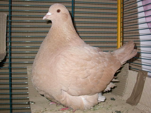 Fancy Pigeon Breeds: French Mondain