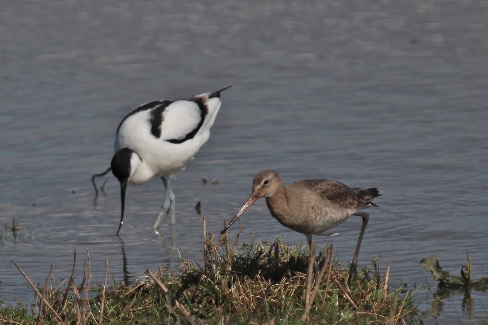 Birding with Flowers: 3rd batch of Holiday Photos