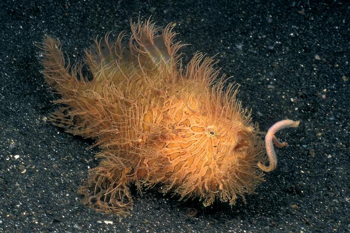 Curiosidades del Mundo: El Pez Sapo peludo (Antennarius Striatus).