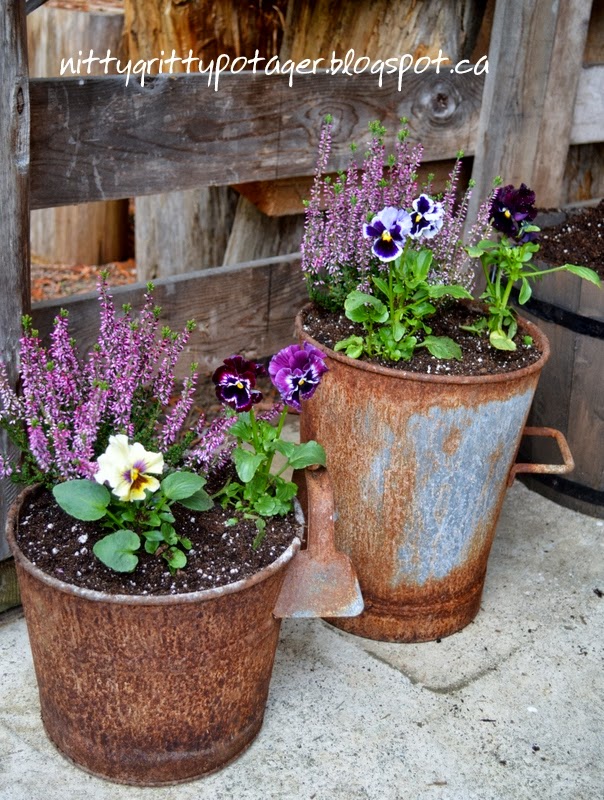 Planting Spring flowering Bulbs in Containers