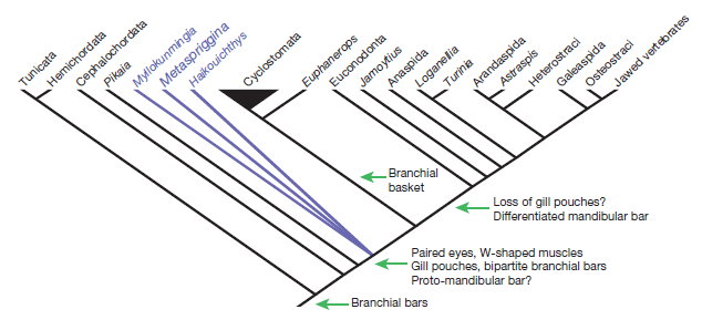 PaleoStories: Metaspriggina e la primitivà degli gnathostomi