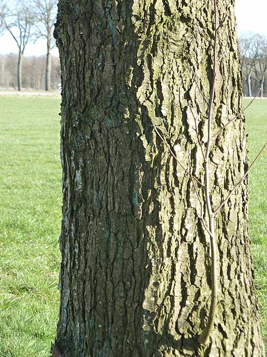 Spinrag: De els: bomenkalender nr.4.