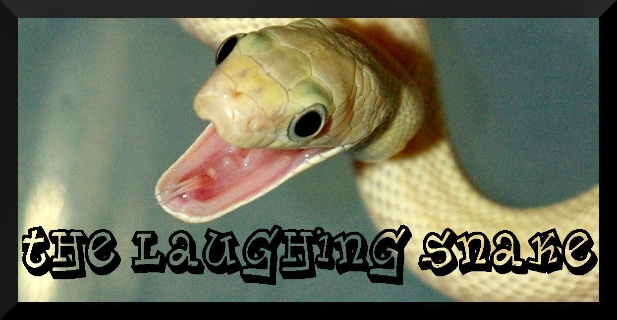 The Laughing Snake