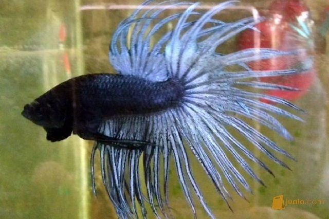 Gambar Cupang Serit Terindah