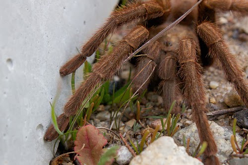Tarantula Facts,Natural History and killing techniques ~ brutal animal