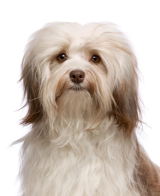 Pets N More: 12 Cuddliest Dog Breeds