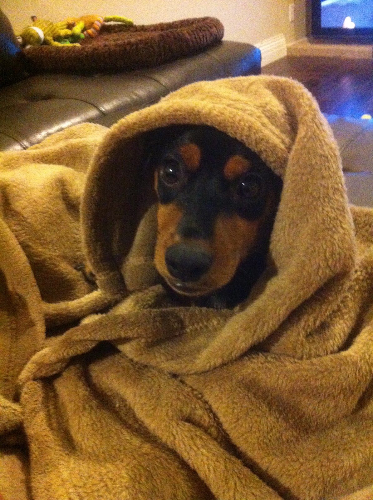 Owning A Doxiepin Dog Is Like Owning A Dachshund Dog ~ Anze the ...