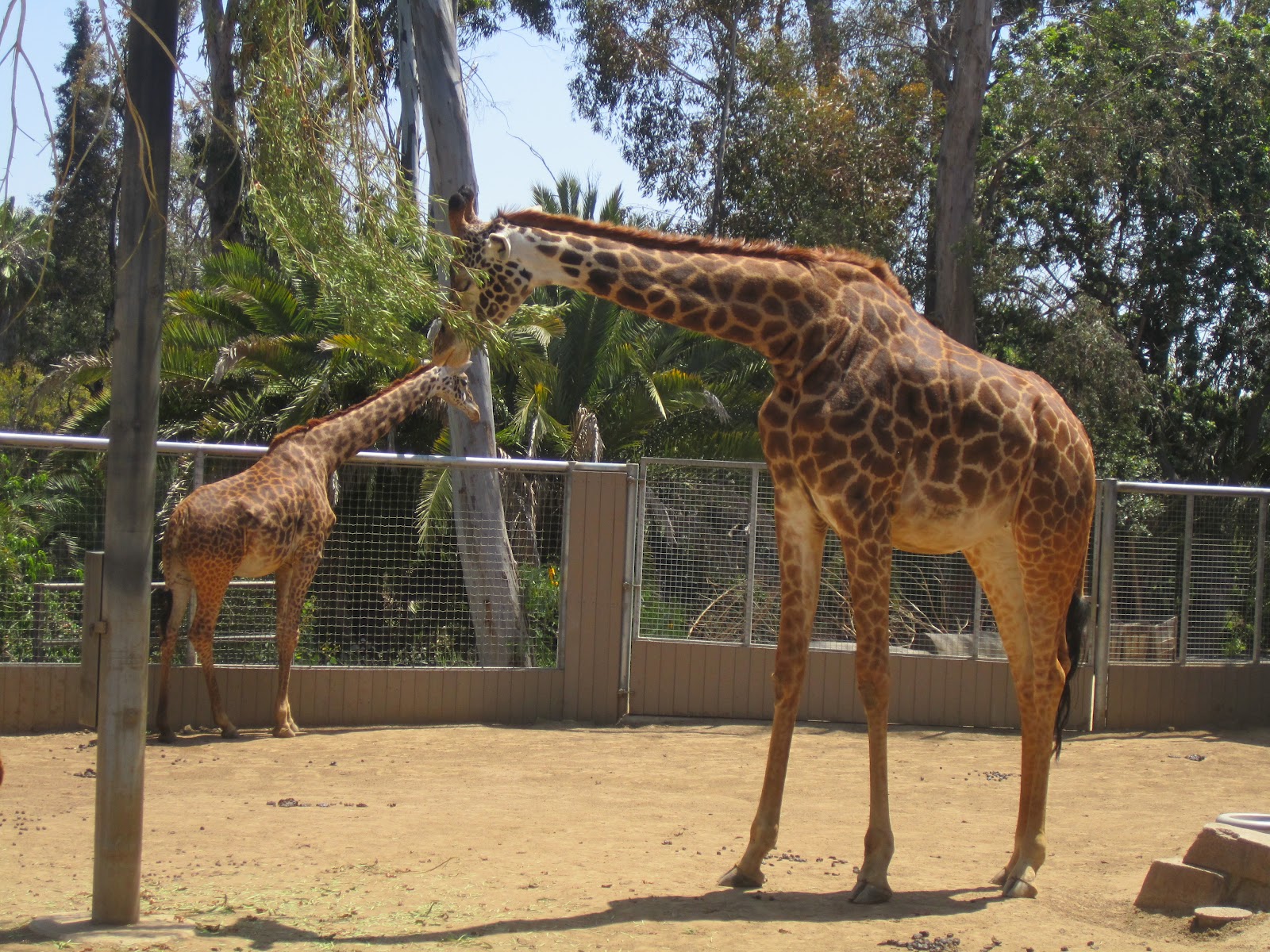 a short blog about a tall animal: Our Zoo Visit