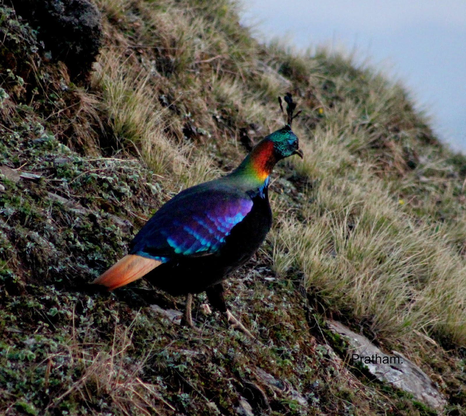 Great Himalayan Birding : Mukku Chopta Tunganath Birding Tour 25 May ...