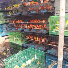 Kios Berbagai Jenis Kenari Impor: RED SISKIN MULE (Red Siskin X Kenari)