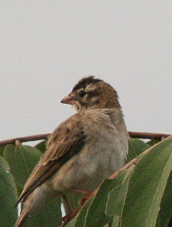Birding South Sudan: Exclamatory Paradise-Whydah