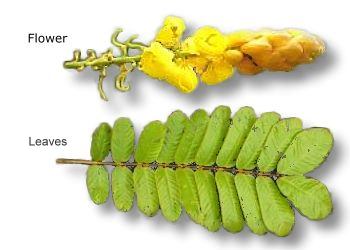 Herbal Medicine - Plant , Trees & Fruit: Pakayungkong or Acapulko Tree