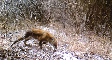 A Case Of Wildlife Fever: Rat-Tail