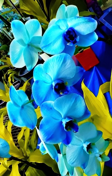Exotic Blue Orchids | Backyards Click
