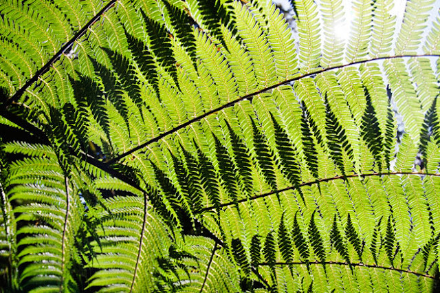 AUULLIDOS por LOBOLOPEZZ: #54. HELECHOS - FERNS