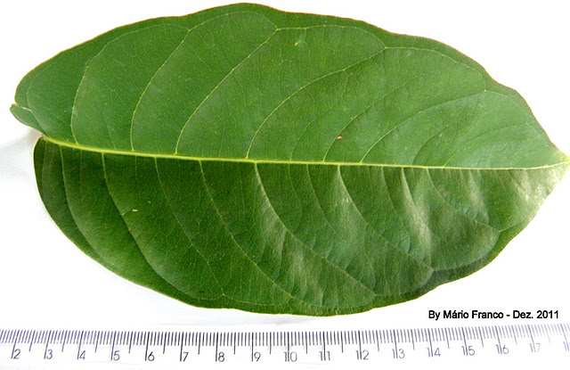 Meu Cantinho Verde: RESEDÁ-GIGANTE, BANABA - ( Lagerstroemia speciosa )